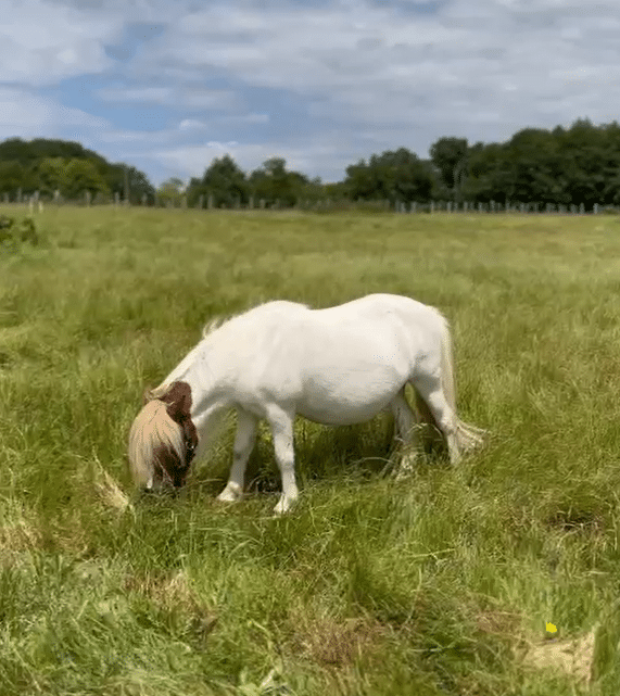 L'alimentation du cheval en surpoids / SME - Harmonie Nutrition Equine