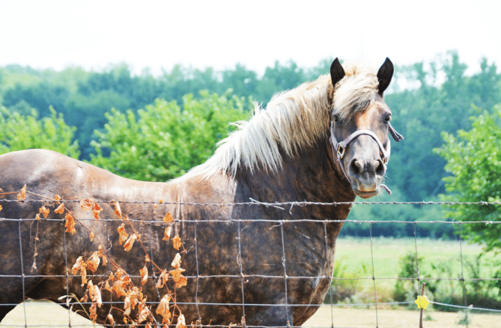 L'alimentation du cheval en surpoids / SME - Harmonie Nutrition Equine