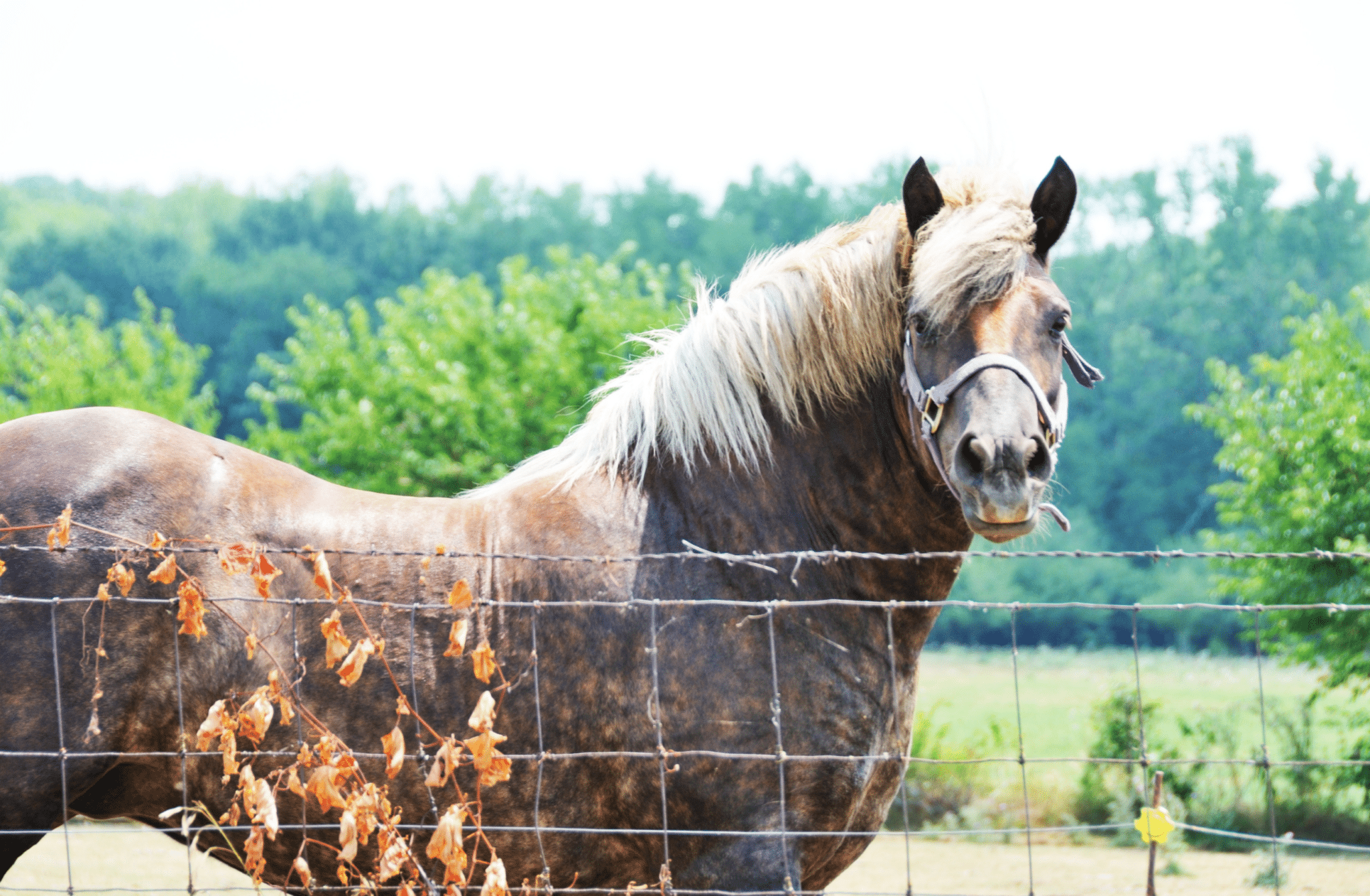 L'alimentation du cheval en surpoids / SME - Harmonie Nutrition Equine